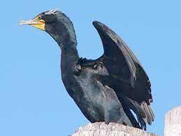 Control measures debated as numbers of cormorants rise | News, Sports ...